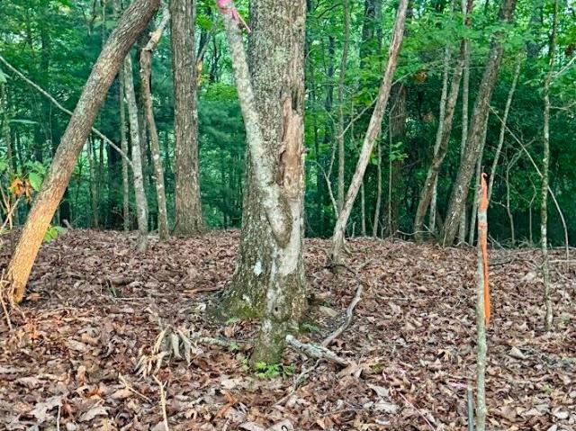 Tbd Lot 43 Pine Cove Lane