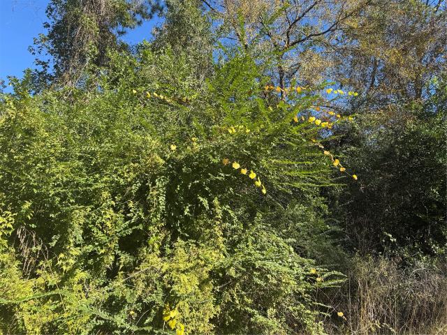 Tbd Lakeview Dr, Shepherd, TX 77371 | MLS #12185