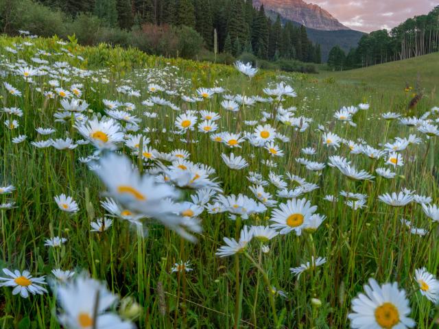 Tbd Sunshine Mesa Rd, Telluride, CO 81435 | MLS #44129