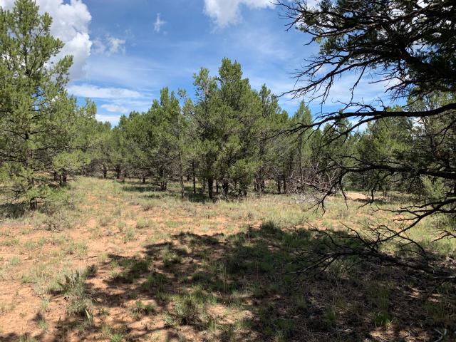 Tbd Ponderosa Dr, Ridgway, CO 81432 | MLS #40570