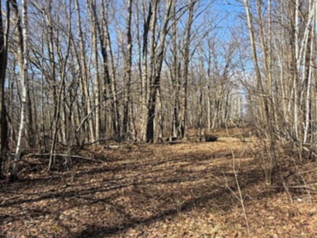 TBD Woodchuck Trail