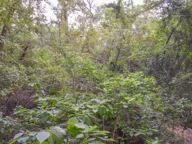 Tbd Vz Cr 1703, Grand Saline, TX 75140 MLS 20659791