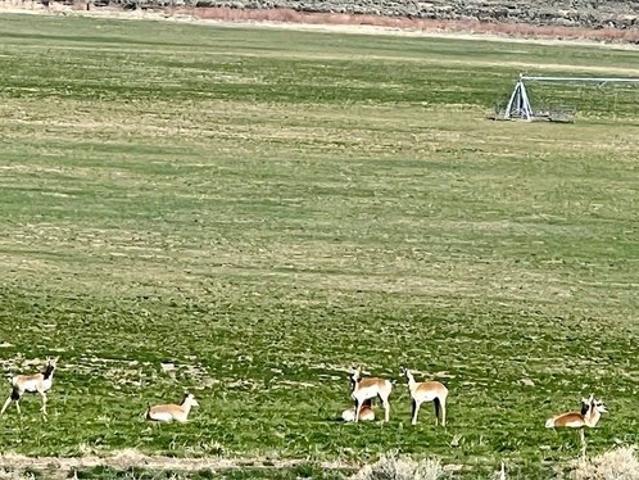 Tdb 20 Acre Parcel, Montello, NV 89830