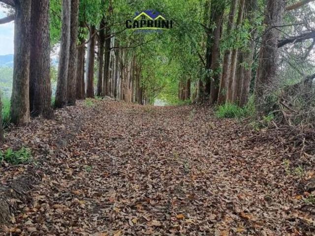 Terra de Cultura: 16 Hectares com Pasto Formado e Eucalipto em Passa Tempo/MG
