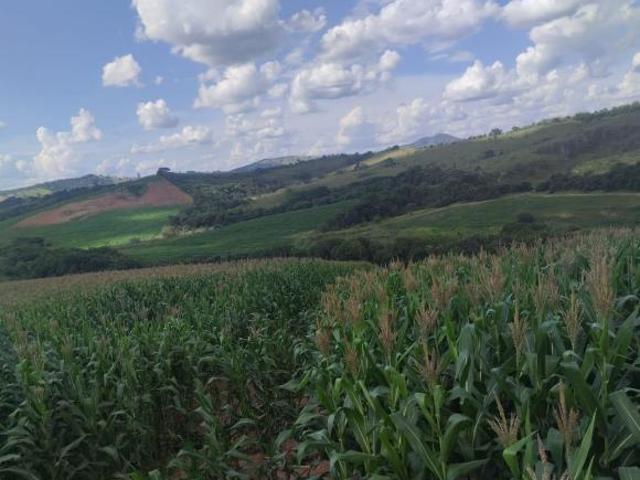 TERRA FÉRTIL: Região reconhecida pela alta produtividade e qualidade do solo._Sul d
