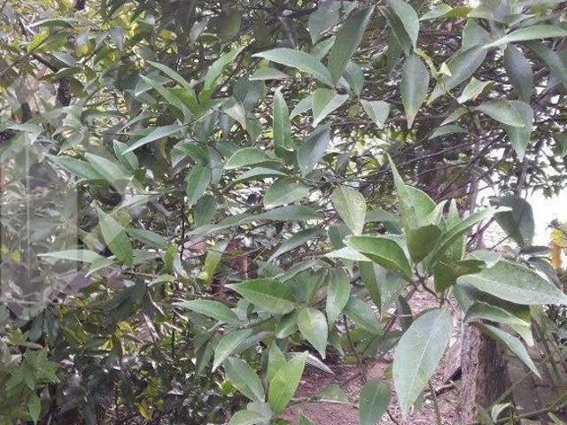 Terreno no bairro Vila Nova