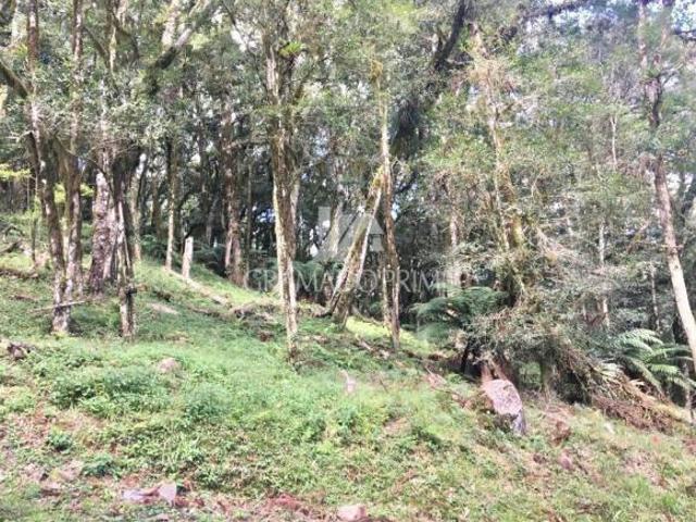TERRENO NO CONDOMÍNIO PINHEIRO GROSSO EM CANELA!