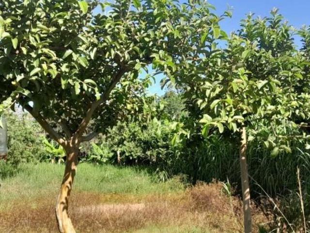 Terreno, Augusta, Viamão, RS