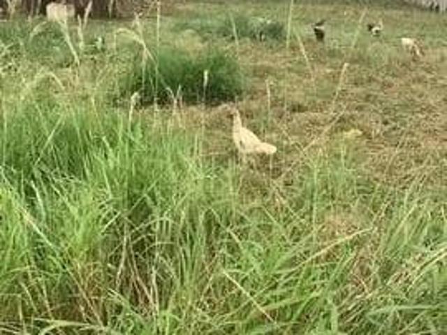 Terreno à venda 137M², São Gonçalo, Taubaté SP
