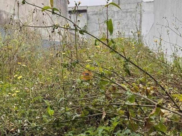 Terreno à venda, 175 m² por R$ 220.000,00 Jardim Quaresmeira Suzano/SP