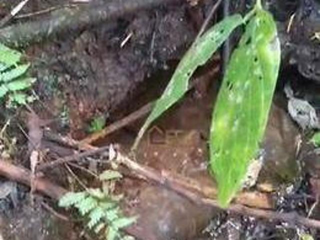 Terreno à venda, 338800 m² por R$ 475.000,00 Pouso Frio Taubaté/SP