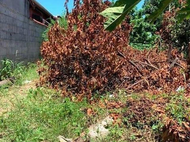 Terreno à venda 330M², Cidade Nova, Pindamonhangaba SP