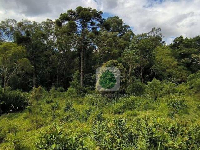 Terreno à venda, 5000 m² por R$ 600.000 Paiol Grande São Bento do Sapucaí/SP