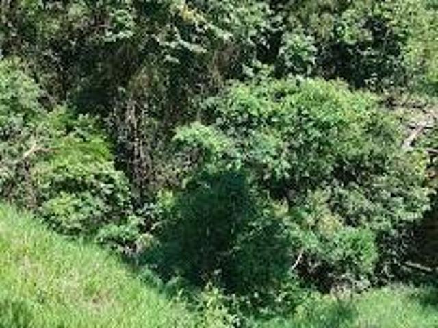 Terreno à venda, 63.000 m² por R$ 470.000 Cambuí Cambuí/MG