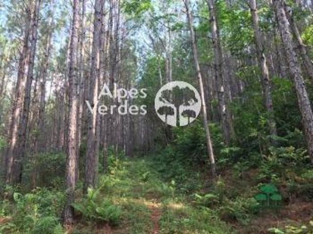 Terreno à venda, 7000 m² por R$ 424.000,00 Zona Rural Canela/RS