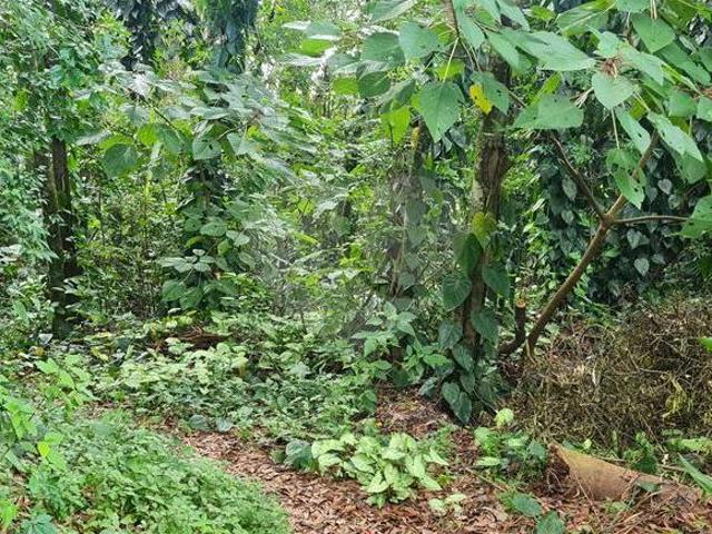 Terreno à venda em Caraguatá SP