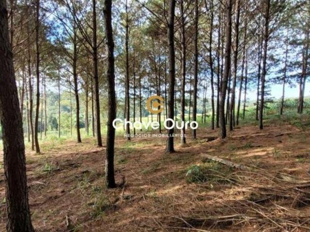 Terreno à venda em Cascavel