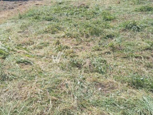 terreno à venda em Bosque