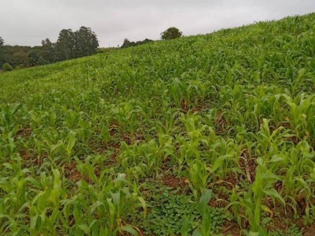 Terreno à venda em Barão de Antonina