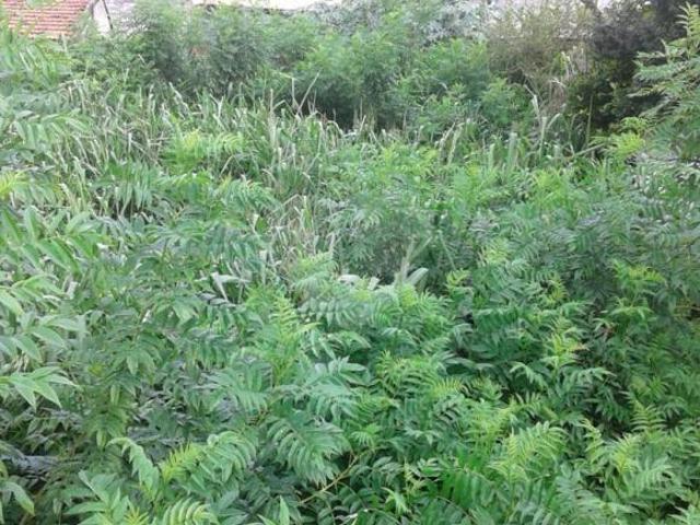 Terreno à venda em Imirim SP