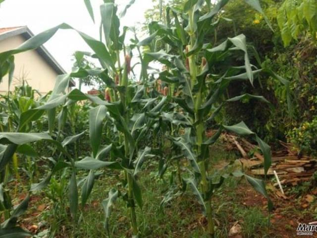 Terreno a venda em Jaú/SP Jardim Maria Luiza II