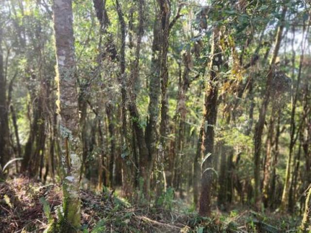 Terreno à venda em Monte Verde