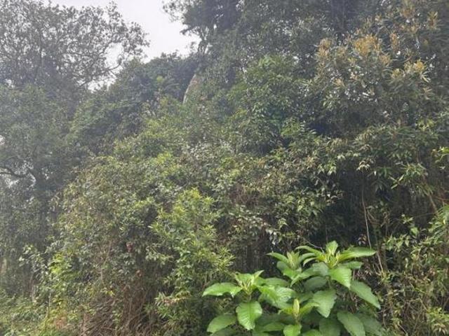 Terreno à venda em Monte Verde
