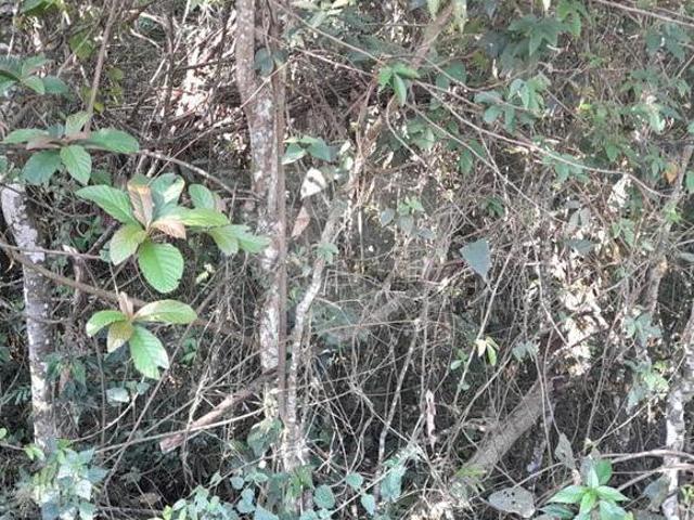 Terreno à venda em Roseira SP