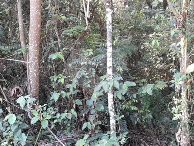 Terreno à venda em Roseira SP