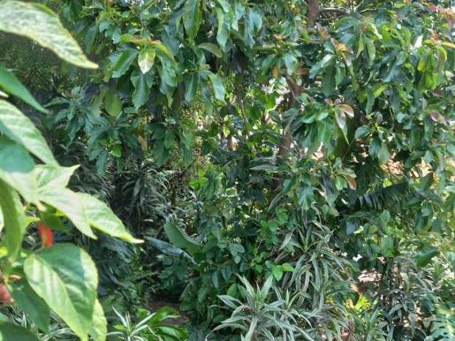 Terreno à venda em Terra Preta