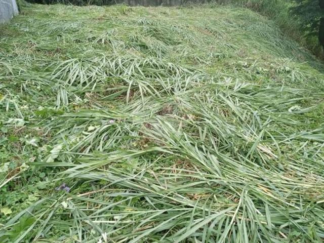 Terreno à venda em Vila clarice SP