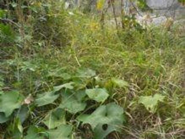 Terreno à Venda Jd. Bonfiglioli SP