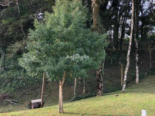 Terreno à venda no bairro Pedancino!