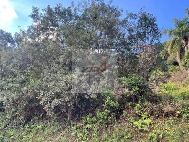 Terreno à Venda no Bairro Piá em Nova Petrópolis | Lote Residencial na Serra Gaúcha