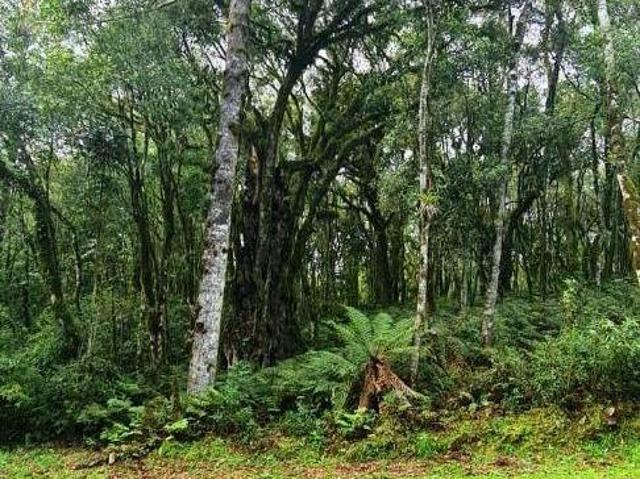 Terreno à venda por R$ 480.000,00 Vale do Bosque Gramado/RS