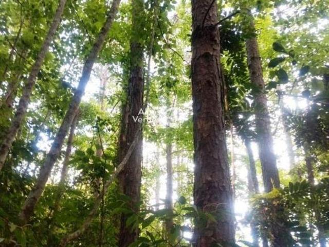 Terreno à venda por R$ 600.000 Canela/RS