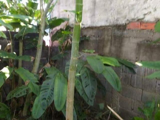 Terreno à venda Taboão São Bernardo do Campo SP