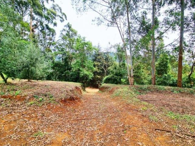 Terreno alto de montanha com 1.500 pés oliveira produzindo à venda, 72600 m² por R$ 1.650.000 Pai