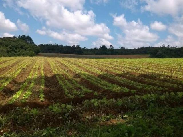 Terreno Área para venda Bairro Dos Gabriel Ibiúna