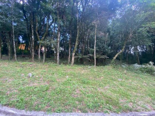 Terreno Bairro Floresta