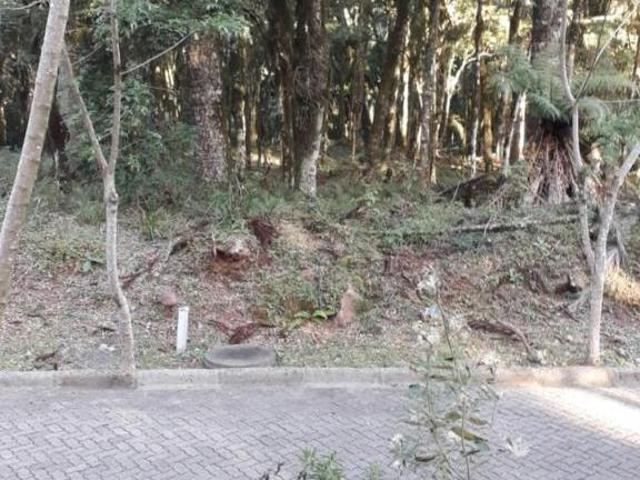 Terreno Bairro Pinheiro Grosso 02