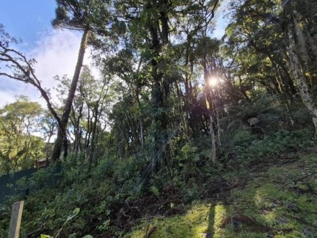 Terreno Bairro Pinheiro Grosso