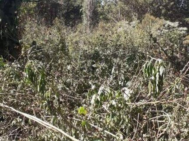 Terreno com 1410 m², em leve declive, pronto para construir