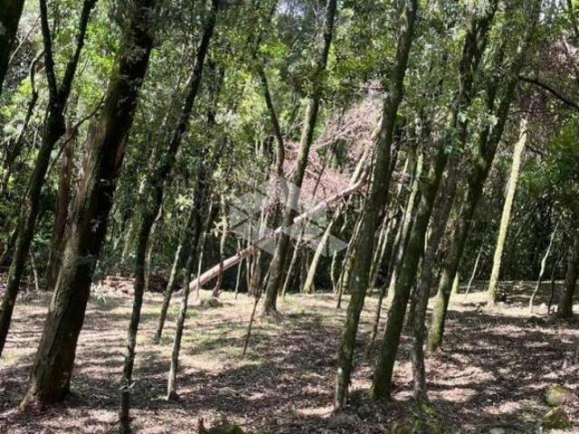 Terreno com 2556m² Linha 40 no Bairro Nossa Senhora da Saúde em Caxias do Sul