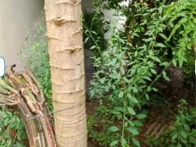 Terreno com 3 quartos à venda em Parada inglesa SP