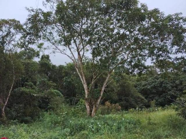 Terreno com escritura em Itanhaém R$ 60.000,00
