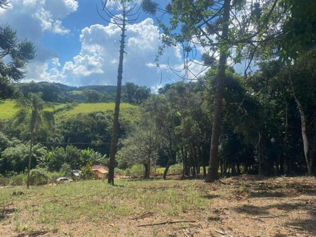 TERRENO COM MUITAS ARAUCARIAS