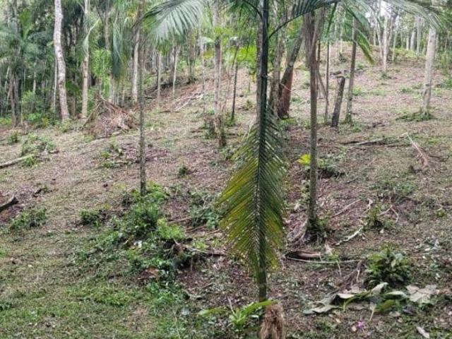 Terreno com nascente à venda em Juquitiba
