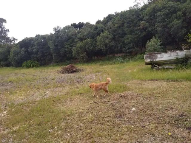 Terreno comercial para Locação em Curitiba/PR Riviera