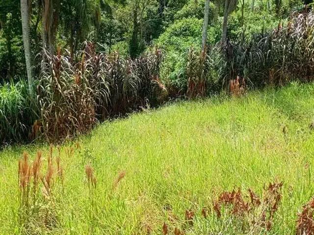 Terreno comercial para Locação em Santana de Parnaíba/SP Voturuna
